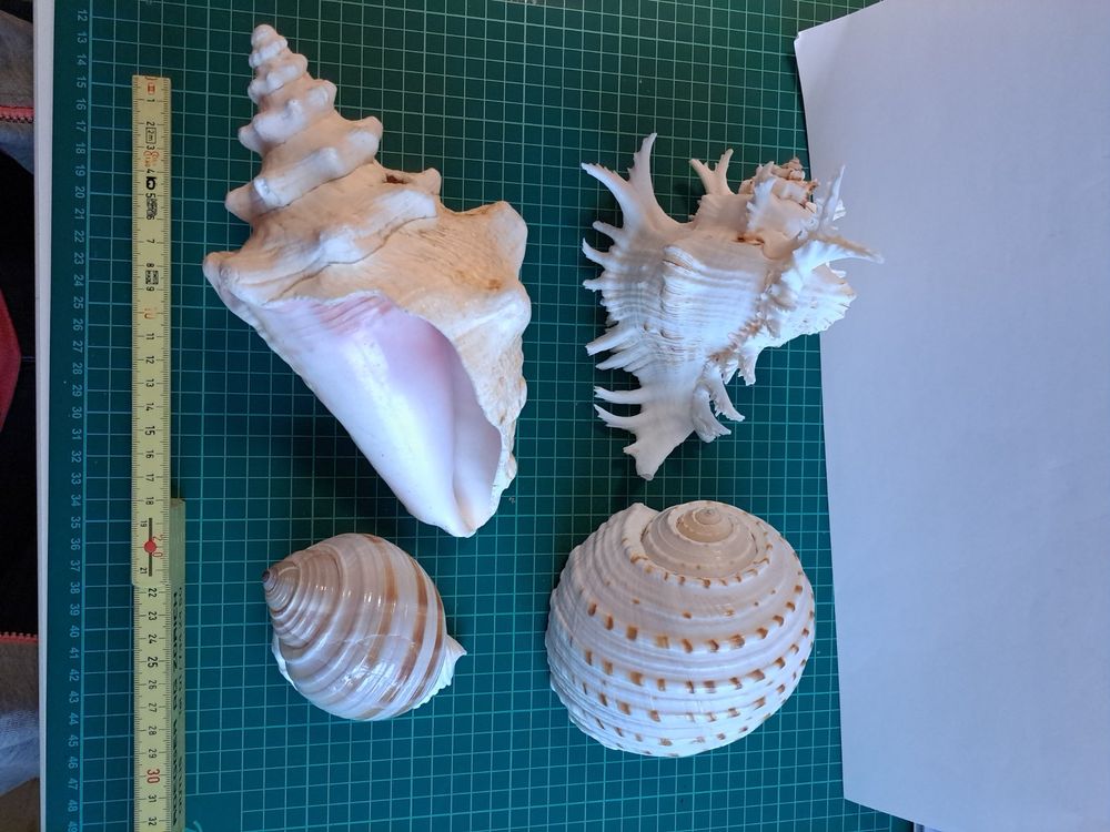 Muscheln 4er Set (Gebraucht) in für CHF 35 – mit Lieferung auf Ricardo ...