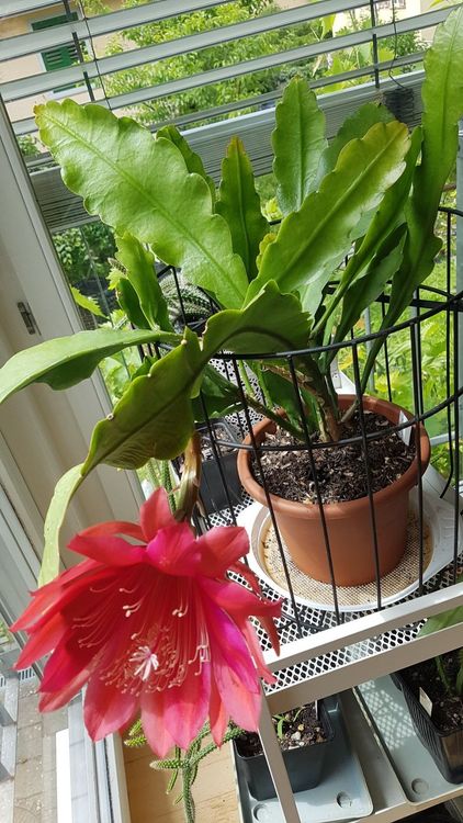 Epiphyllum Gloriosum Blattkaktus Blüte Rot Ableger (Gebraucht) in für CHF 9 – mit Lieferung auf ...