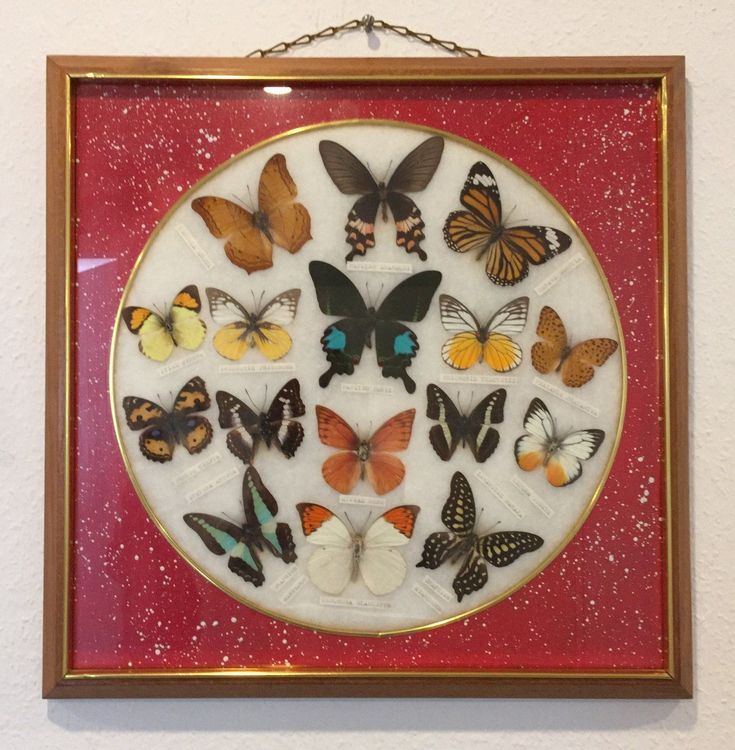 Schmetterlinge, top Zustand hinter Glas | Kaufen auf Ricardo