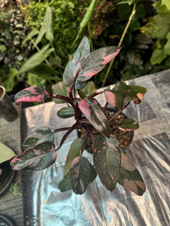 Philodendron Pink Princess (Gebraucht) in Brunnen für CHF 38 – mit ...