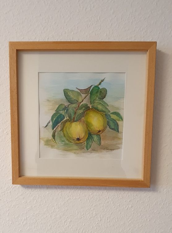 Aquarell Quitten Bild mit Rahmen, signiert (Gebraucht) in Lupfig für CHF 15 – nur Abholung auf ...