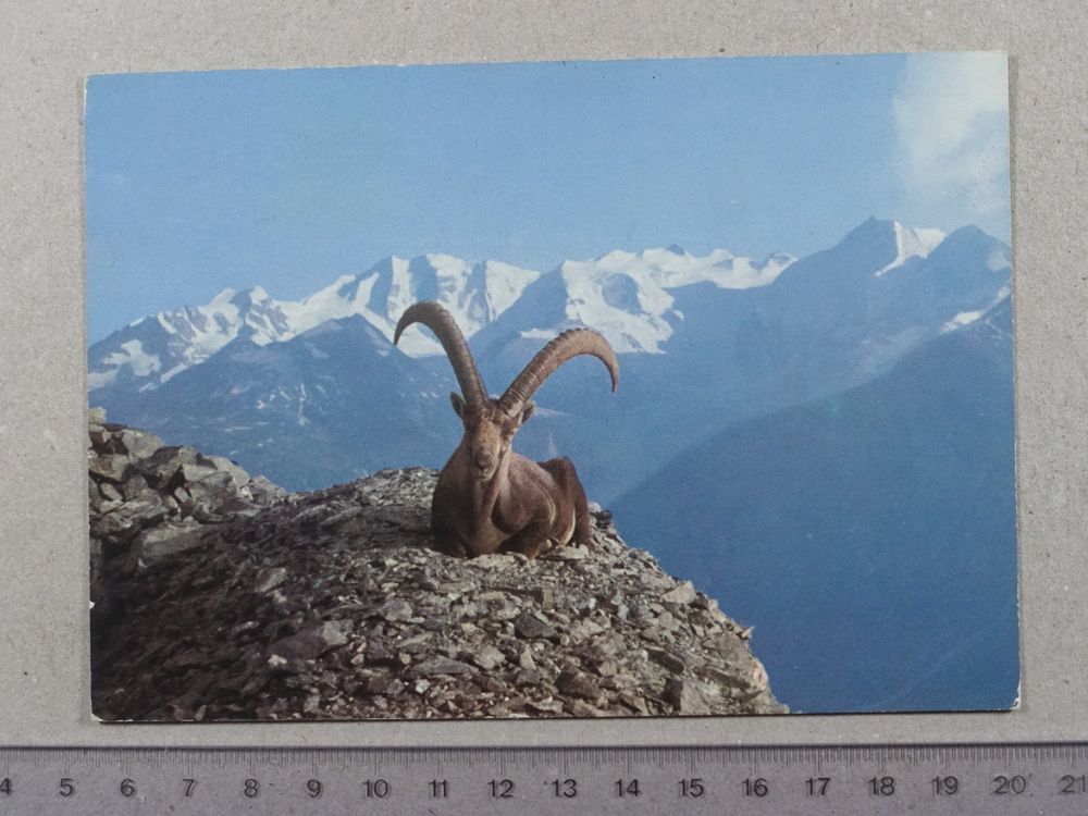 Bernina Gruppe, Steinbock, Poststempel Zuoz, 1973 (Gebraucht) in Lenzburg für CHF 2 – mit ...