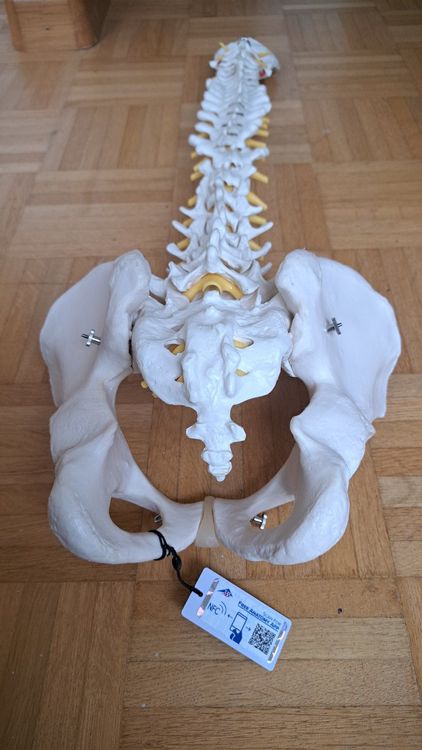 Full Spine & Pelvis Anatomical Model (Life-Size) (Gebraucht) in Zürich ...