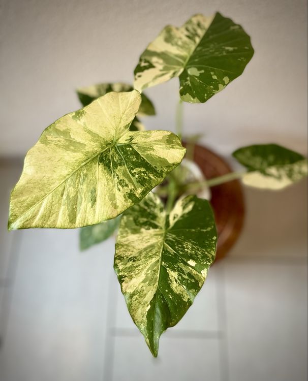 🌱 Alocasia Gageana Albo Mint Var. juvenile - Rarität (Neu (gemäss ...