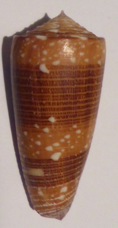 CONUS NOBILIS ABBAI. SPLENDID, SELTEN (Neu (gemäss Beschreibung)) in ...