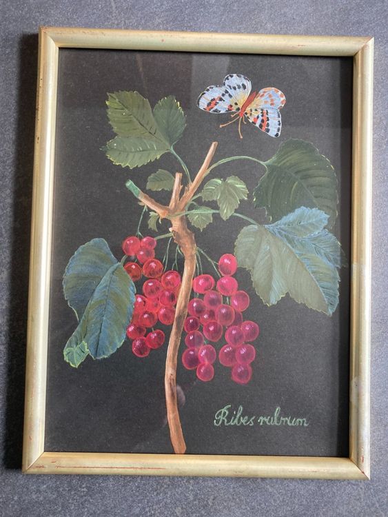 Gemälde Bild Johannisbeeren gerahmt hinter Glas | Kaufen auf Ricardo