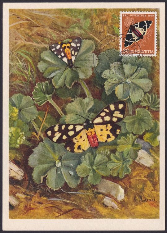 1955, J161 auf toller Maximum-Karte mit ET-Stempel Kat = LP! | Kaufen ...