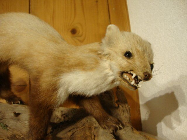 Grosses Wiesel Hermelin Tier Präparat ( Herbstfell ) (Gebraucht) in für ...