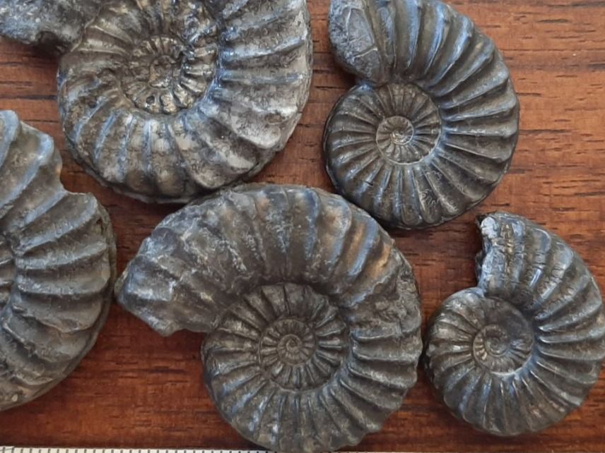 5 Pyrit Ammoniten | Kaufen auf Ricardo