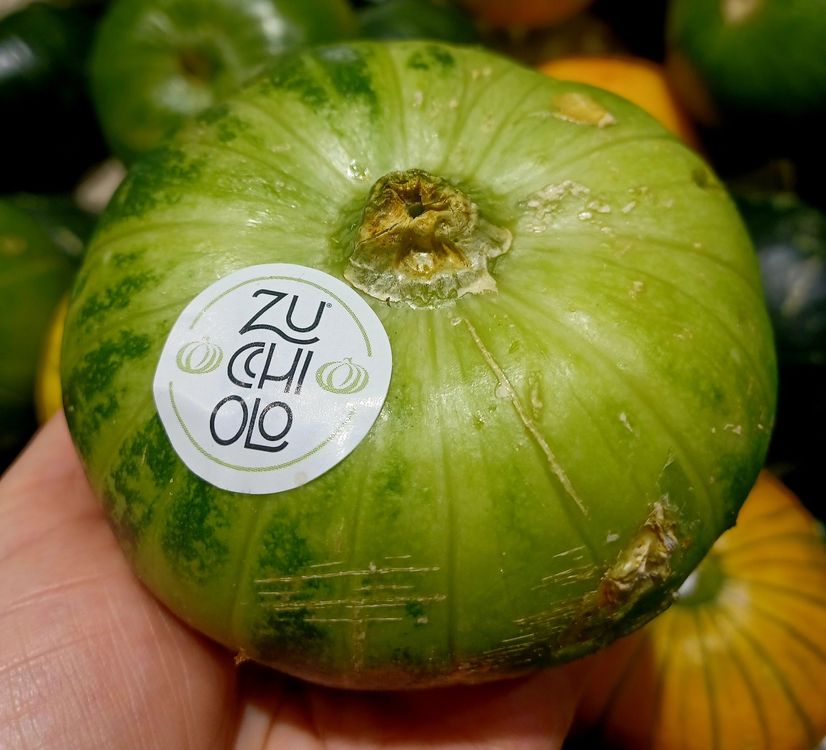 10 "ZUCCHIOLO" - Samen: neue Zucchini-Gurken-hybride + Anwei (Neu und ...