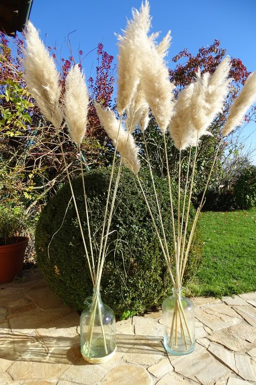 lot 15 herbe de la pampa set 15 Pampasgras Trockenblumen neu (Neu und ...