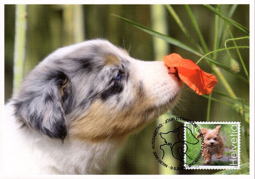 Maximumkarte Süsse Tiere - Hund (Neu (gemäss Beschreibung)) in Dottikon für CHF 4 – mit ...