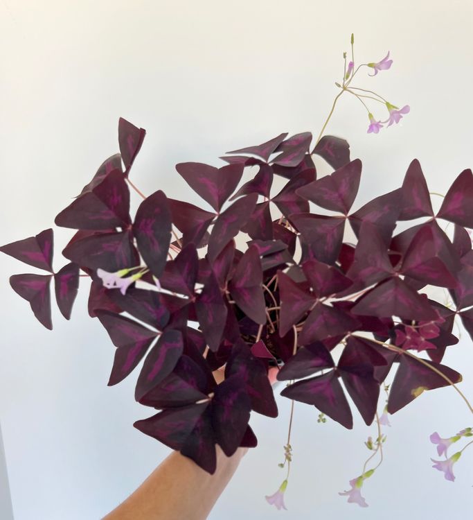 Roter Glucksklee Kaufen