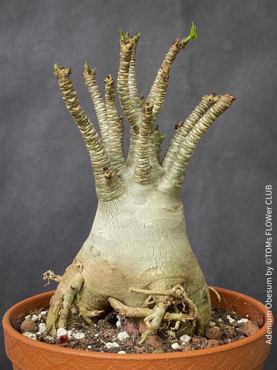 Adenium Obesum / Desert Rose Bonsai Tree | Kaufen auf Ricardo