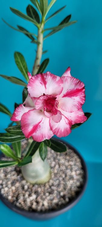 Erstaunlich Adenium Obesum Kaufen Bilder
