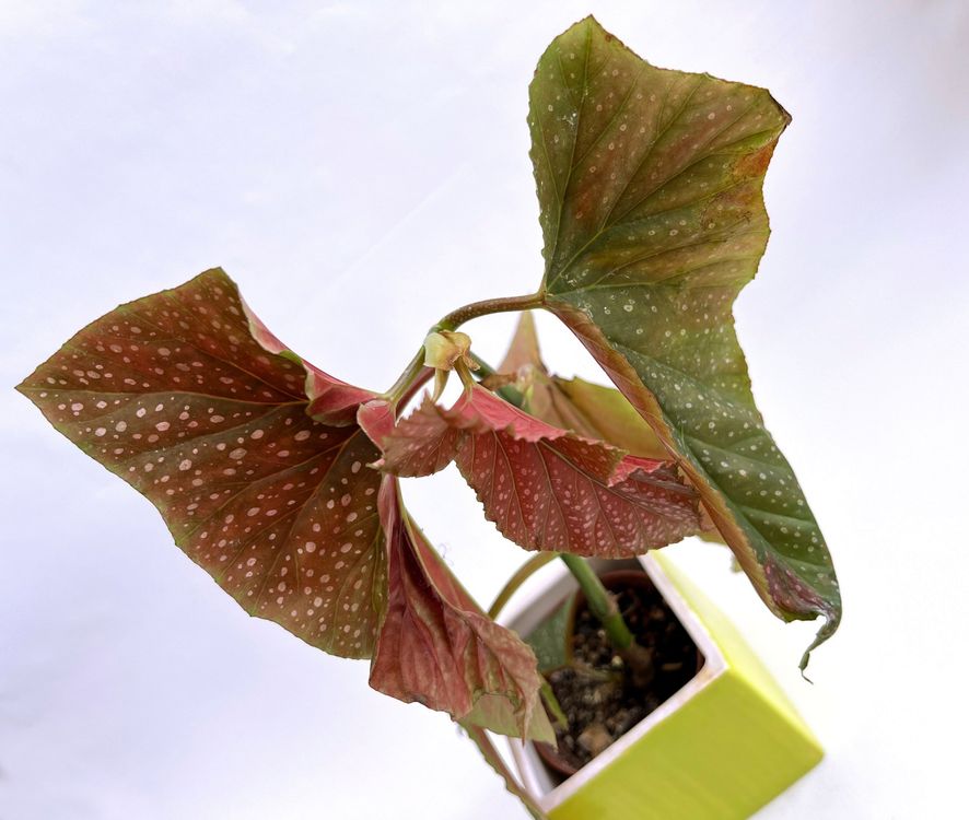 BEGONIA**CORALLINA de LUCERNA***** (Neu (gemäss Beschreibung)) in ...