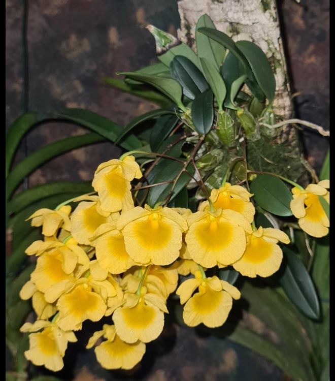 Orchidee Dendrobium Phi (aggregatum) (Gebraucht) in Jona für CHF 18 ...