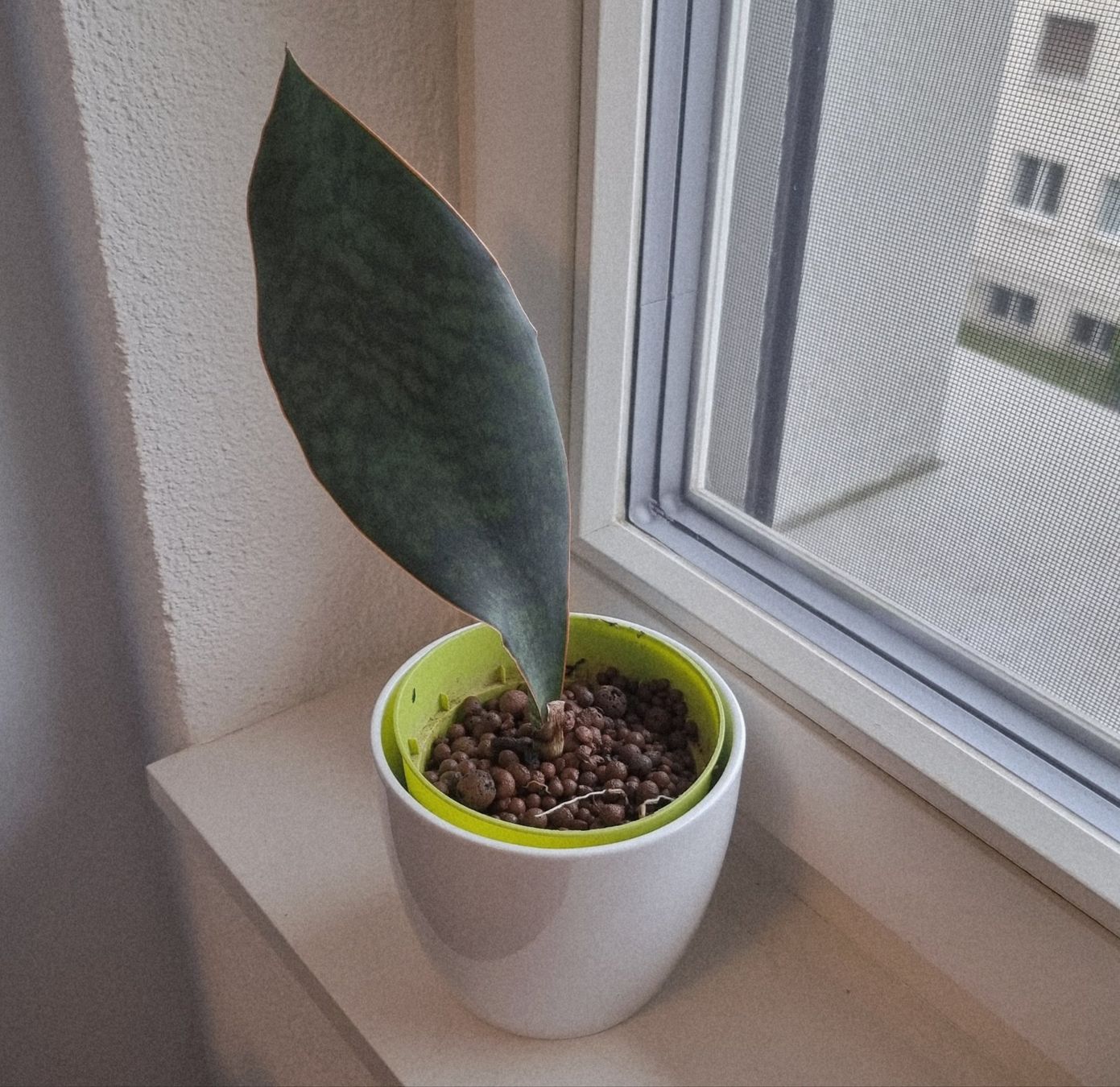Sansevieria masoniana Whale Fin (klein) im Topf, Blähton (Gebraucht) in ...