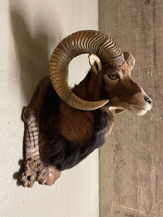 Sehr schöne Mufflon (Widder) Trophäe / Präparat | Kaufen auf Ricardo