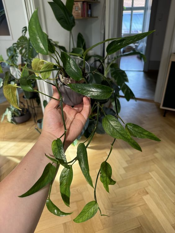 Epipremnum Skeleton Key | Kaufen auf Ricardo