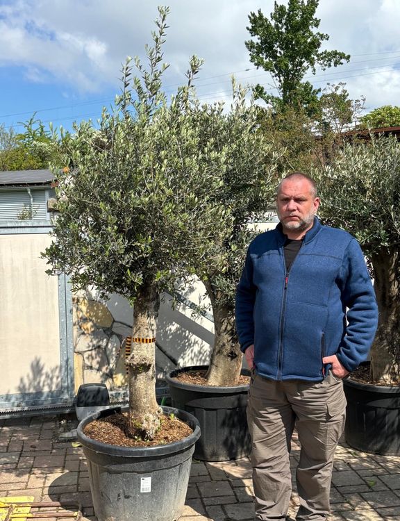 Olivenbaum ca. 40 Jahre alt, winterhart mit dickem Stamm (Gebraucht) in Riedt b. Erlen für CHF ...