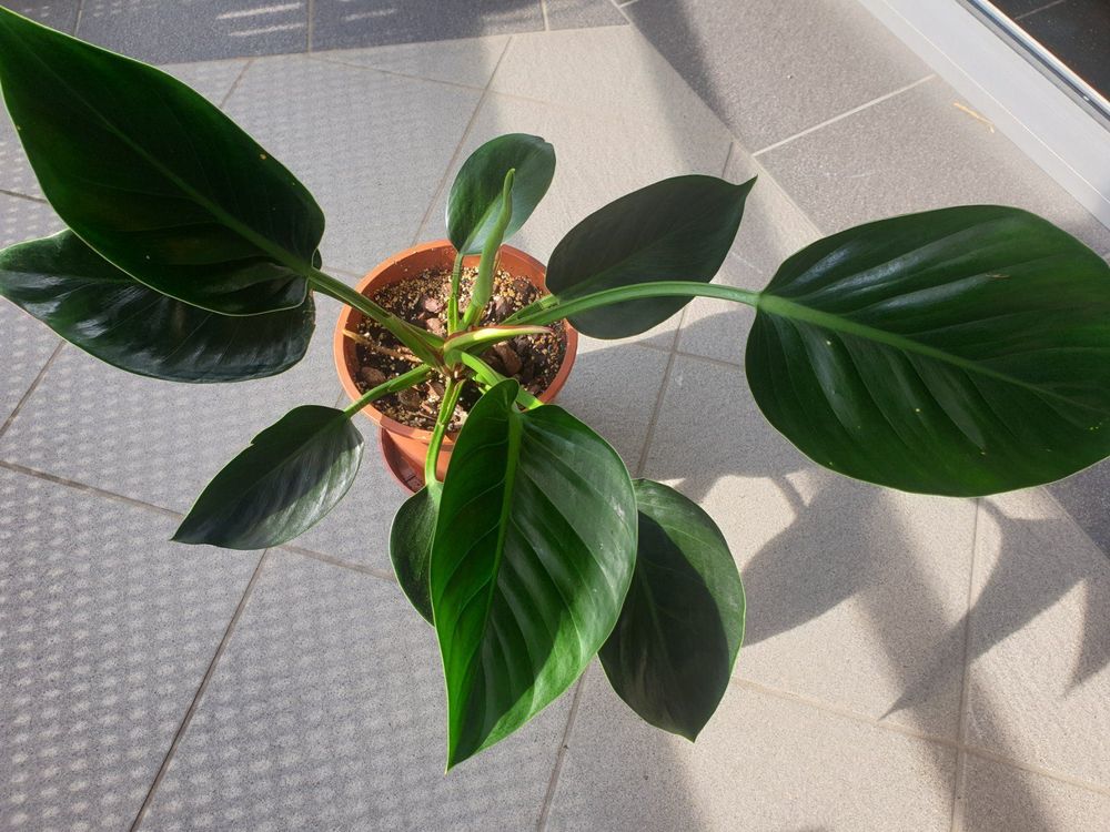 Philodendron congo apple | Kaufen auf Ricardo