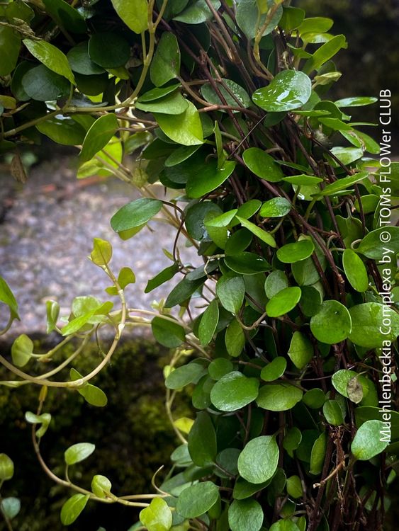 Muehlenbeckia Complexa - in der Herz-Form - immergrün (Neu und originalverpackt) in Adliswil für ...