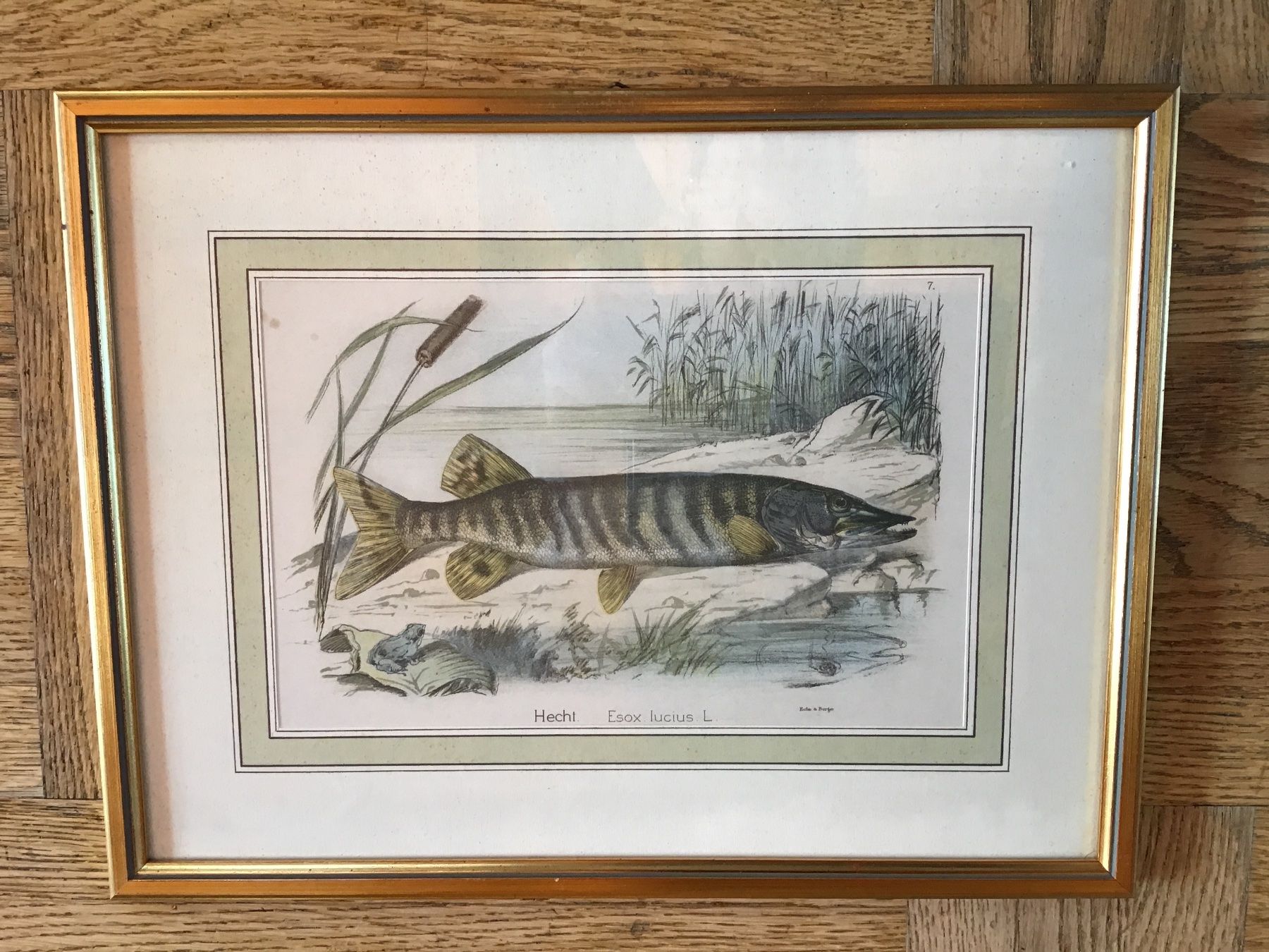 Antike Fisch-Illustration "Hecht ", gerahmt 26/34 cm (Gebraucht) in ...