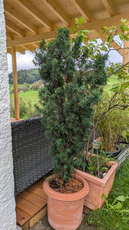 Sauleneibe Kaufen 150 Cm