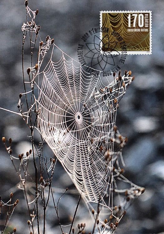 Maximumkarte Naturmuster - Spinnennetz | Kaufen auf Ricardo