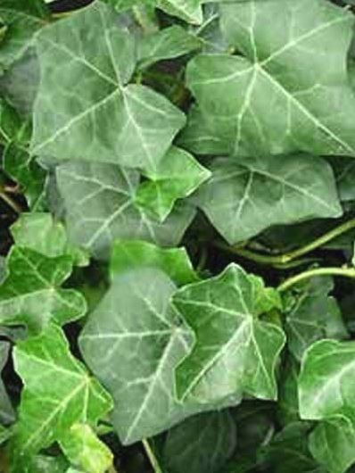 Irischer Efeu gestäbt – Container (Neu und originalverpackt) in ...