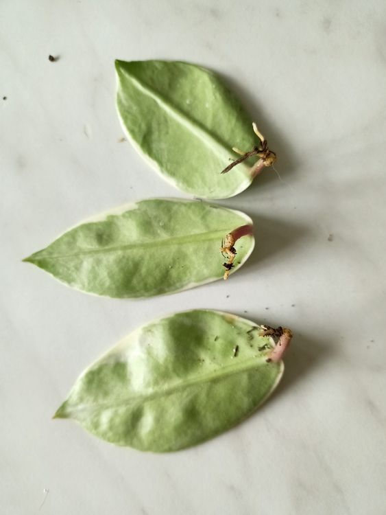 Hoya Albomarginata Variegata 3 bewurzelte Blätter | Kaufen auf Ricardo