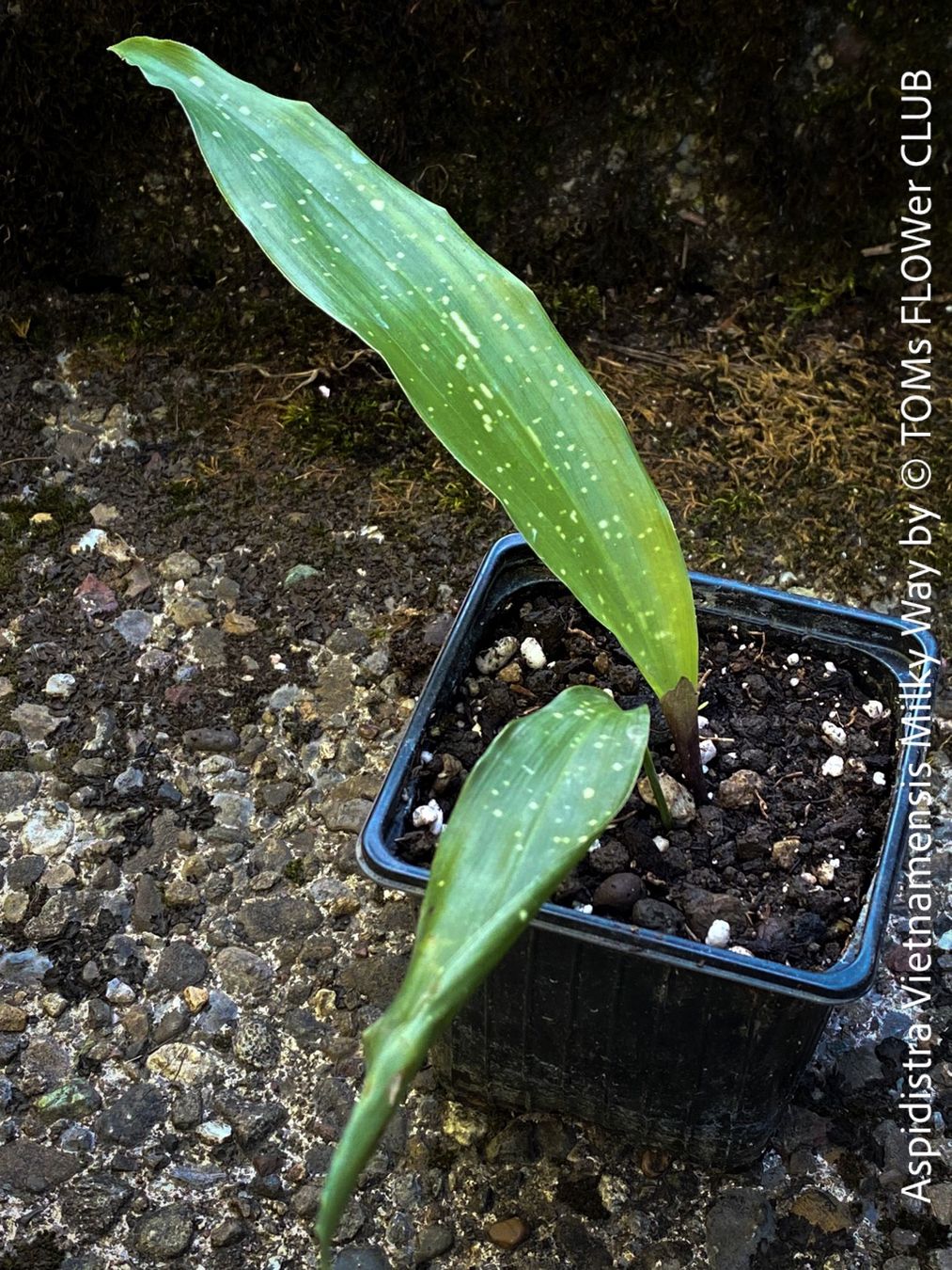 Aspidistra Vietnamensis Milky Way - bedingt winterhart . (Neu und ...