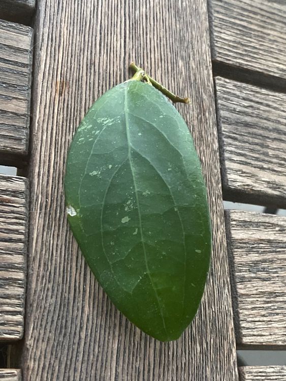 Ableger Hoya eryhrostemma “White Flowers” mit Wurzelbildung (Gebraucht ...