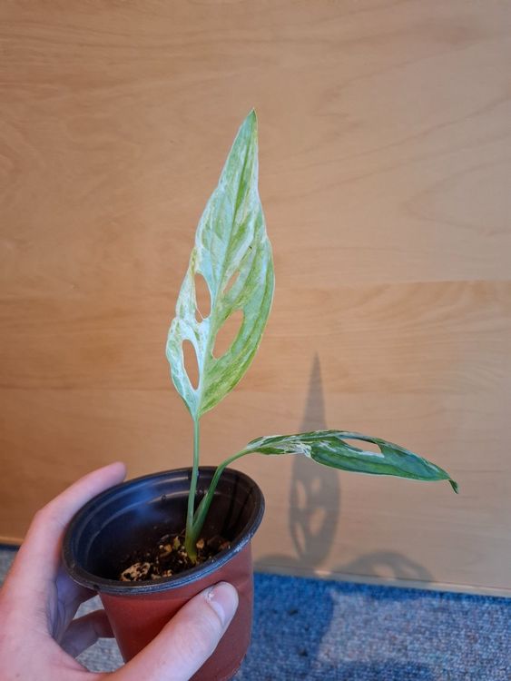 Monstera Adansonii indonesian marble (Gebraucht) in Hausen AG für CHF ...