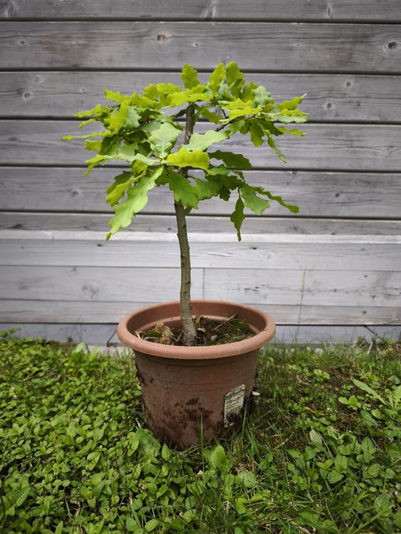 Junge Eichen Bonsai im Topf, perfekt für Ihren Garten! 🌳 (Neu (gemäss ...
