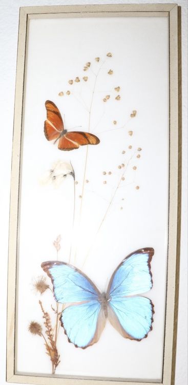 Schmetterlinge (Gebraucht) in Freienbach für CHF 50 – mit Lieferung auf Ricardo kaufen