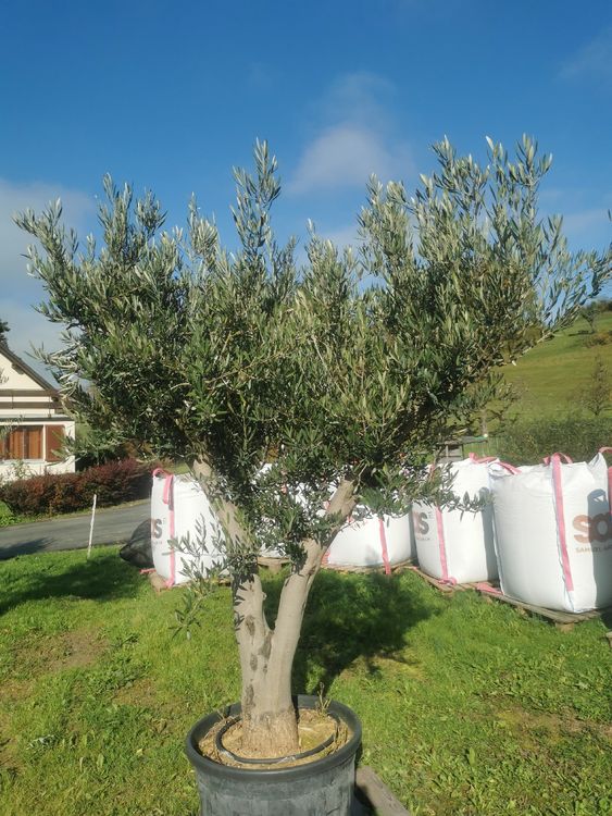 Olivenbaum verzweigt - Saisonabverkauf (Neu und originalverpackt) in Zeihen für CHF 151 – nur ...