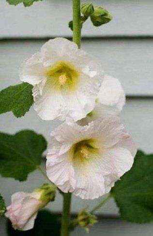 STOCKROSE, MALVE Weiss mit Rosa (Alcea rosea)/ 10 Samen (Neu (gemäss ...