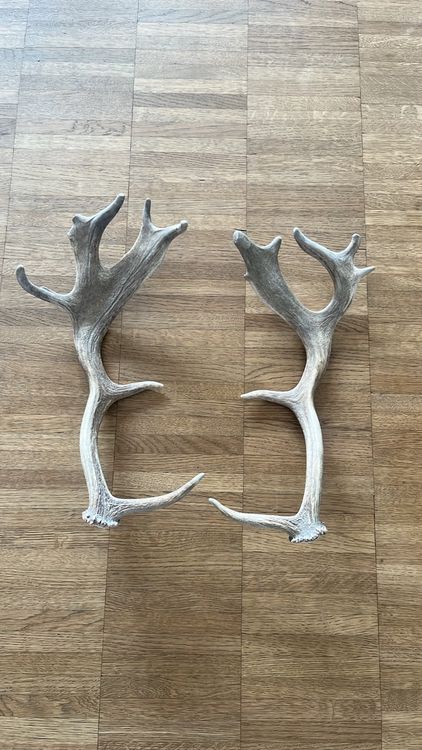 Zwei Hirschgeweihe (Gebraucht) in Zürich für CHF 35 – mit Lieferung auf ...
