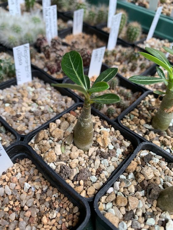 Adenium obesum cv. border Sämling (Gebraucht) in Rorbas für CHF 9.5 ...