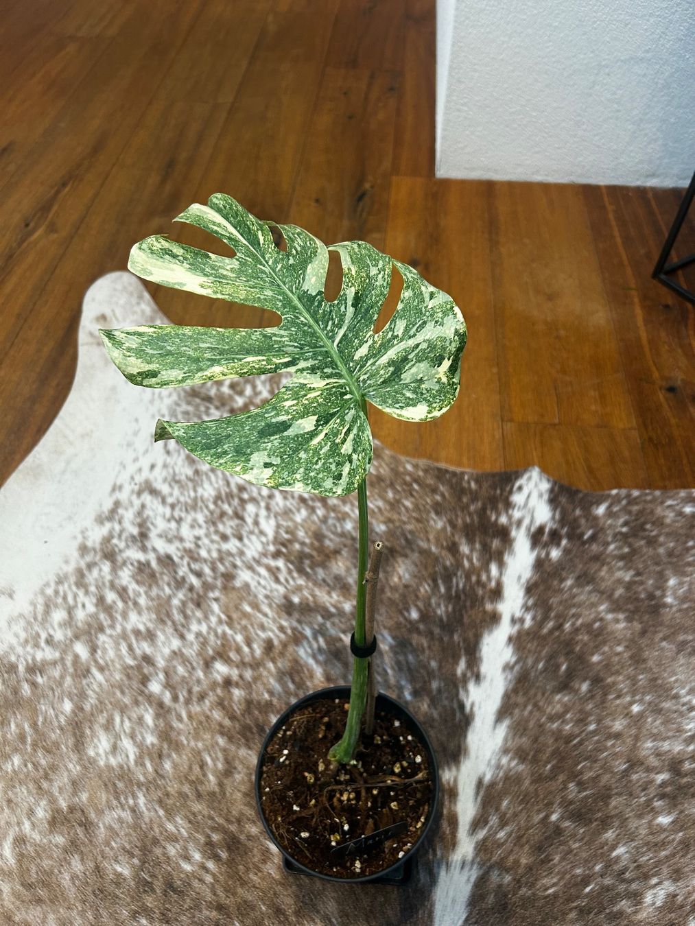 Monstera Thai Green Snow (Gebraucht) in Wattwil für CHF 120 – mit ...