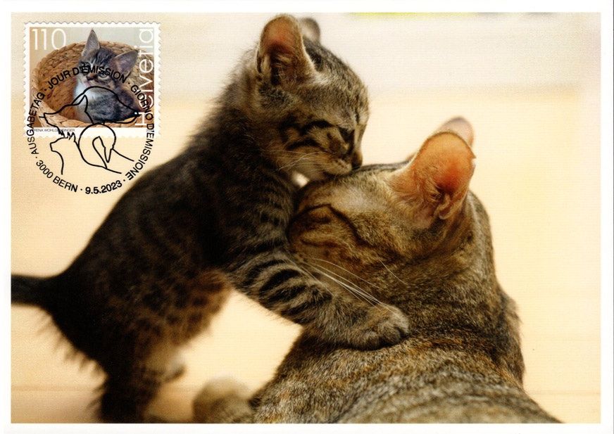 Maximumkarte Süsse Tiere - Katze (Neu (gemäss Beschreibung)) in Dottikon für CHF 4 – mit ...