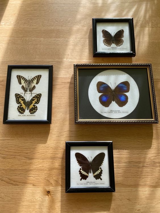 Echte Schmetterlinge | Kaufen auf Ricardo