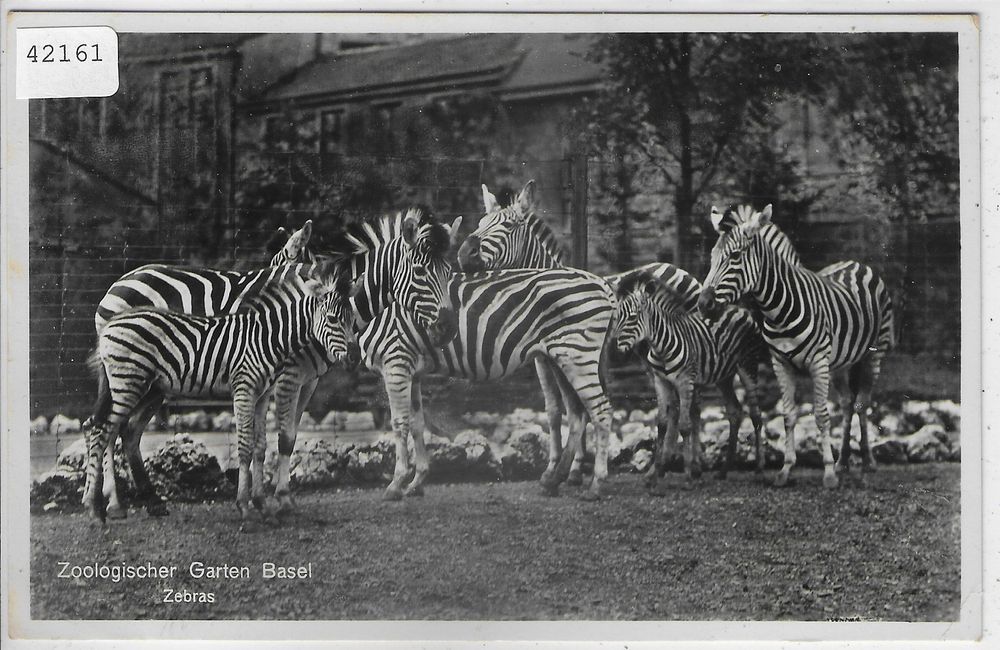 Zoologischer Garten Basel - Zebras (Gebraucht) in Ettingen für CHF 2 – mit Lieferung auf Ricardo ...
