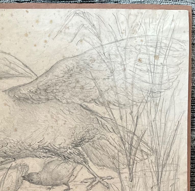 Michael Schnitzler (1782-1861) Zeichnung mit Vogel (Gebraucht) in ...