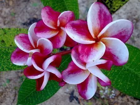 PLUMERIA FRANGIPANIER 10 variétés rare (Neu (gemäss Beschreibung)) in ...