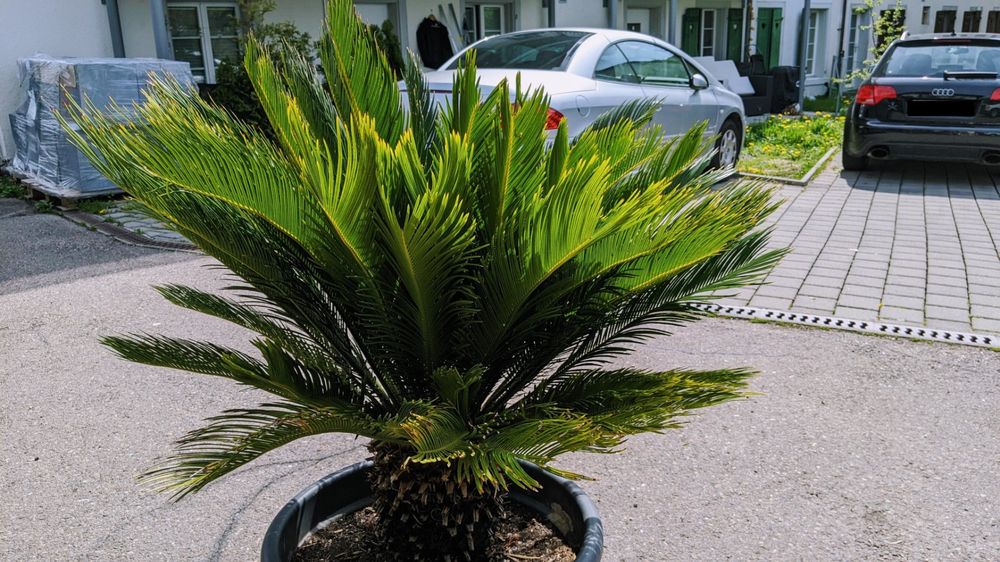 Japanische Sagopalme 04 Cycas revoluta 140cm zu verkaufen | Kaufen auf ...