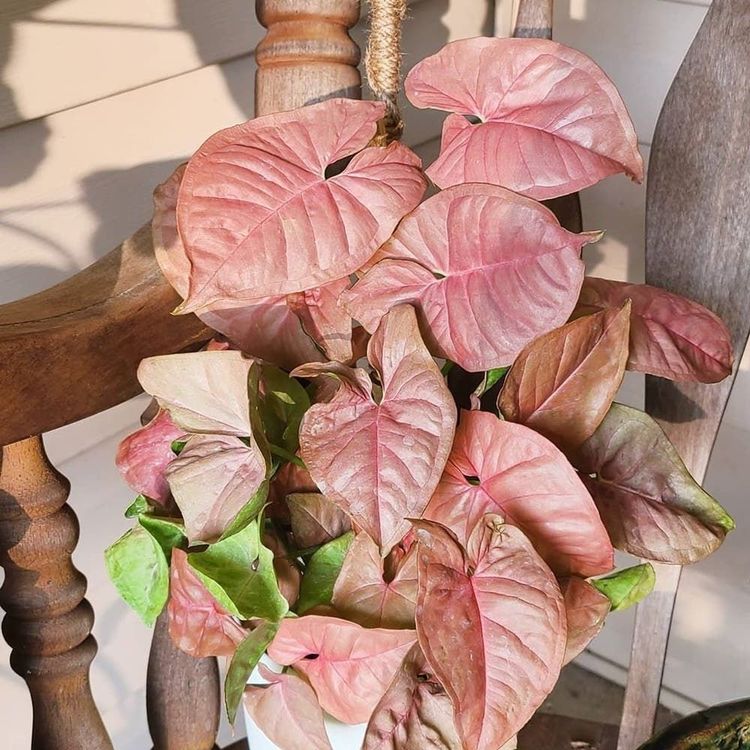 Syngonium podophyllum Neon Robusta Steckling/ aka red heart | Kaufen ...
