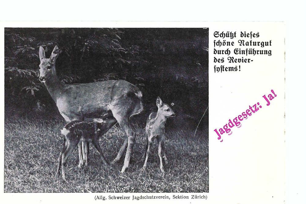 JAGDGESETZ JA Abstimmungswerbung 1929, Reh und Kitze (Gebraucht) in ...